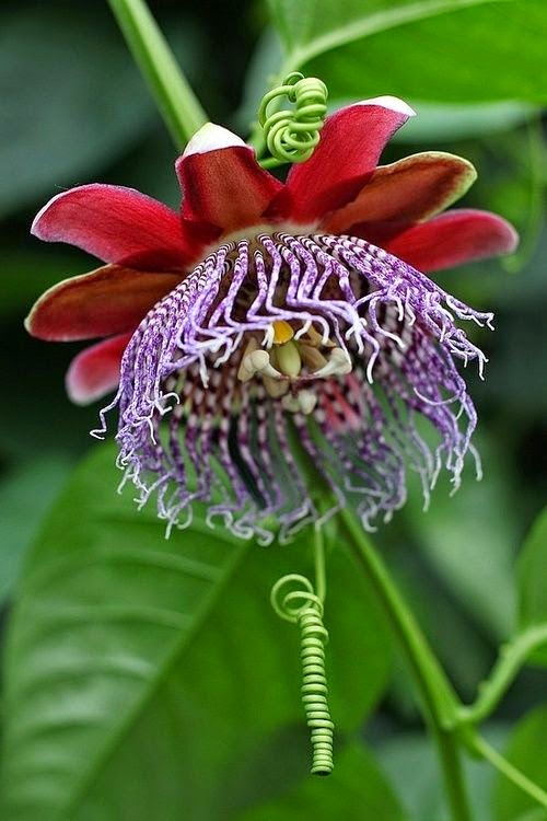 Celebrate Me Vintage: ~Flowers: Designed by God~