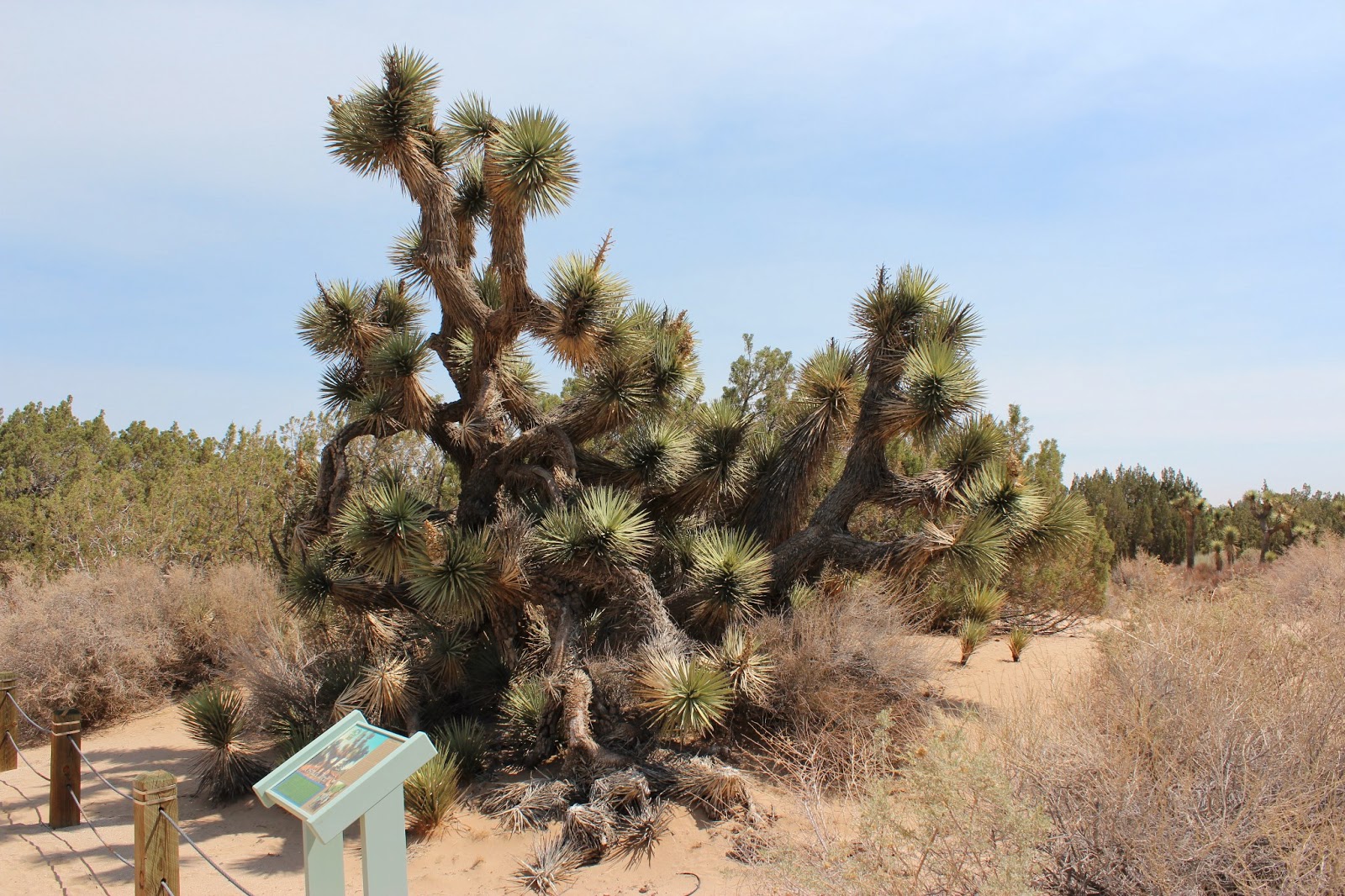 Prime Desert Woodland Preserve in Lancaster, CA