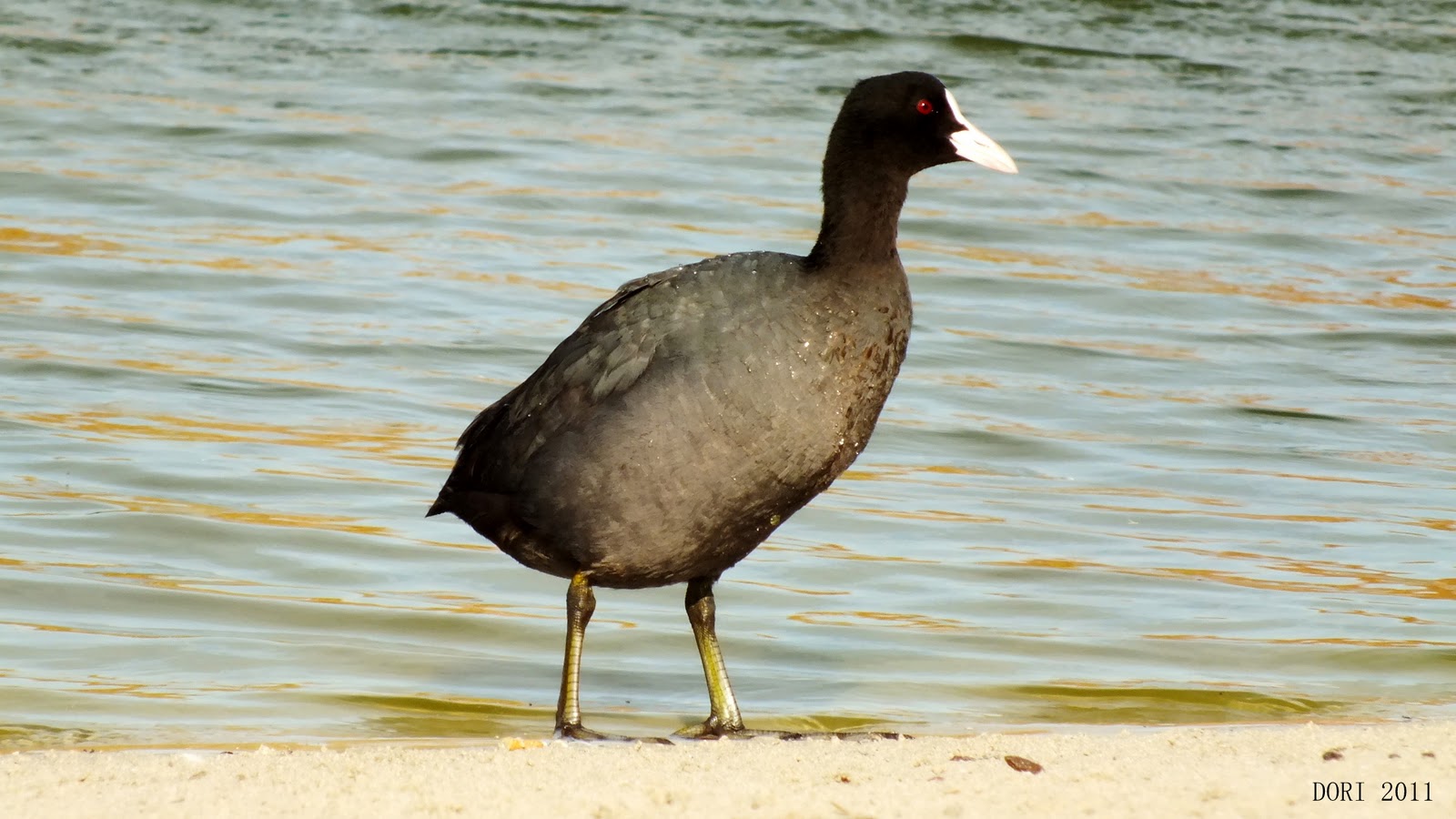 Pasea Menorca: Vida animal en Son Bou