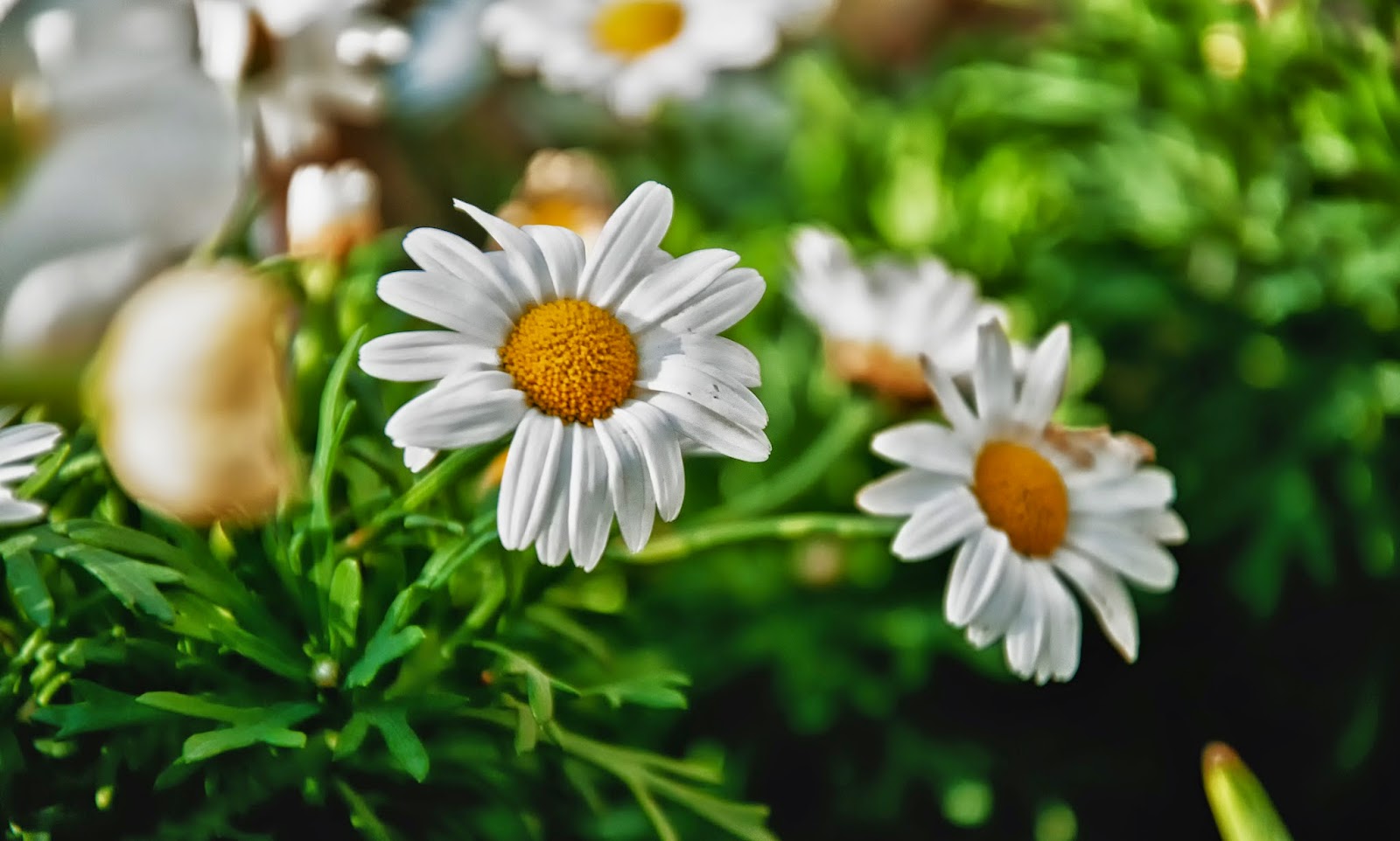 Torino In My eyes: Spring Flowers 2015 Daisy