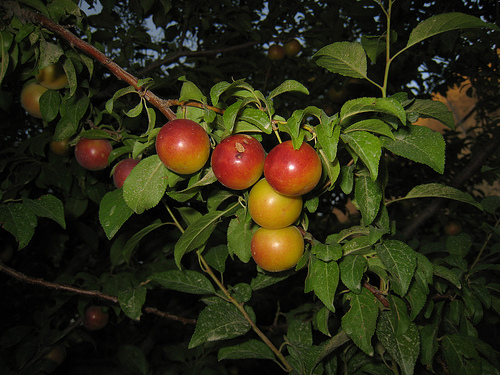 Pashtun Valley: Afghani Fruits
