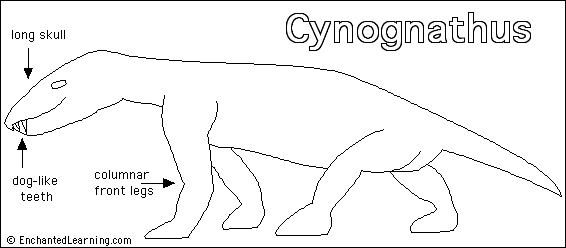 Cynodont | BIOLOGIPEDIA