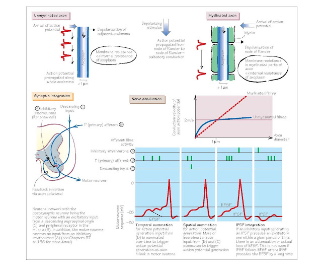 Nerve Conduction And Synaptic Integration - pediagenosis