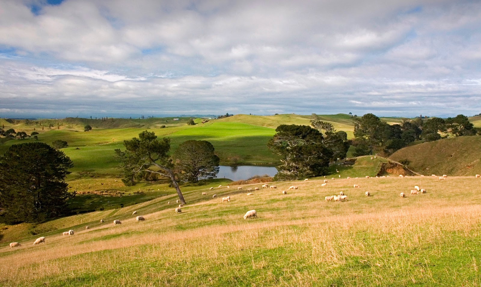 Matamata - Hobbiton, "The Shire". A voyage to Matamata, New Zealand ...