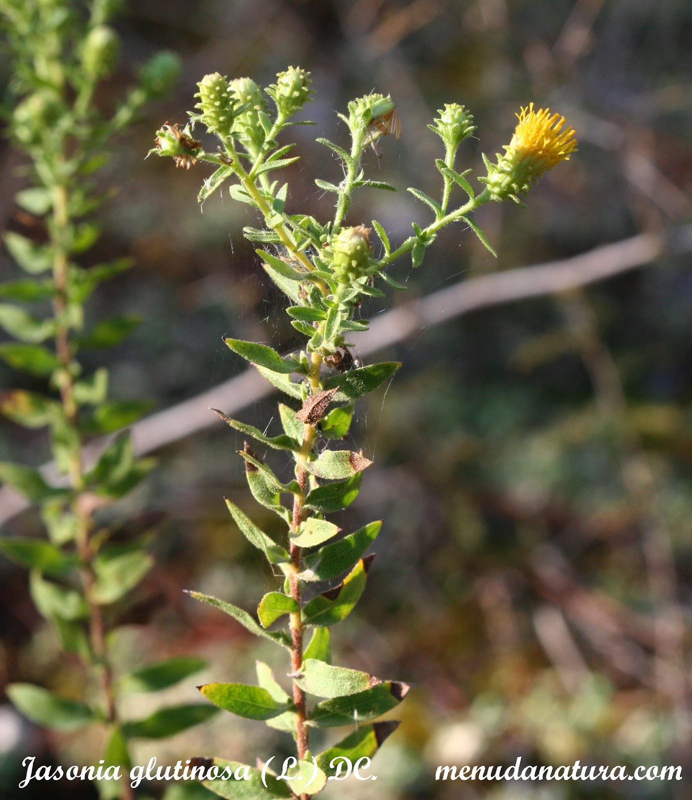 Menuda Natura: Jasonia glutinosa (L.) DC.