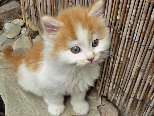 Những hình ảnh con vật ngộ nghĩnh đáng yêu 1 - Cảm Xúc Yêu Thương