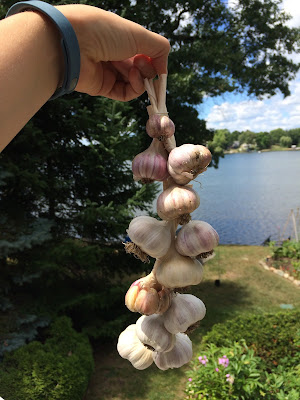 MI Lake Home Garden: How to Tie Hard-Neck Garlic for Decorative Hanging