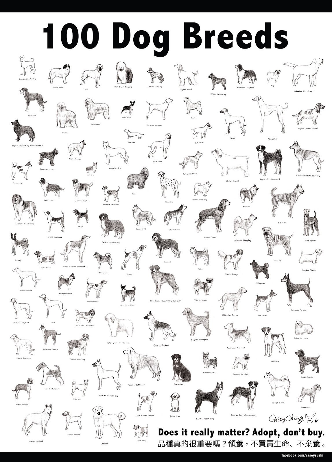 When it rains cats and dogs: 100 Dog breeds