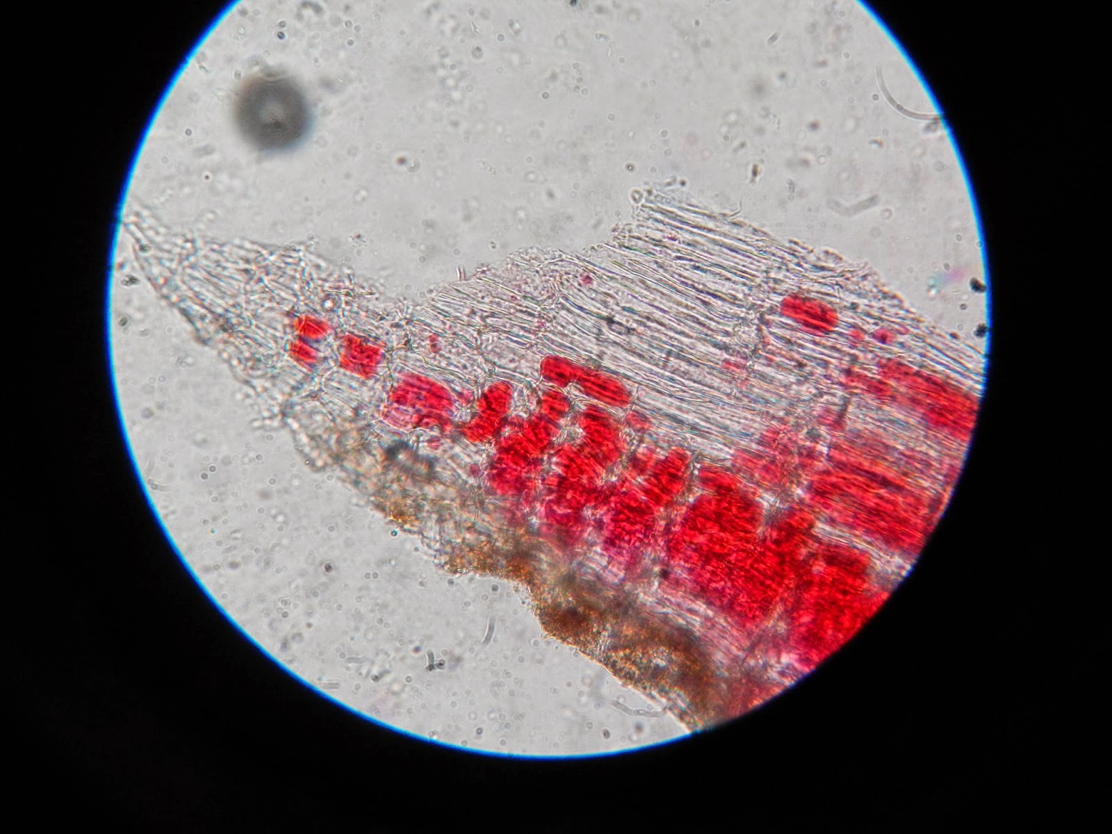 Bio Geo Nerd: Plant Cell Structure (Plant Bio Lab 2)