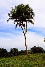 Discovering Cataingan: Cataingan Natural Treasures