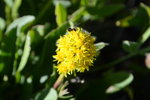 Parrott Peak and Madden Peak