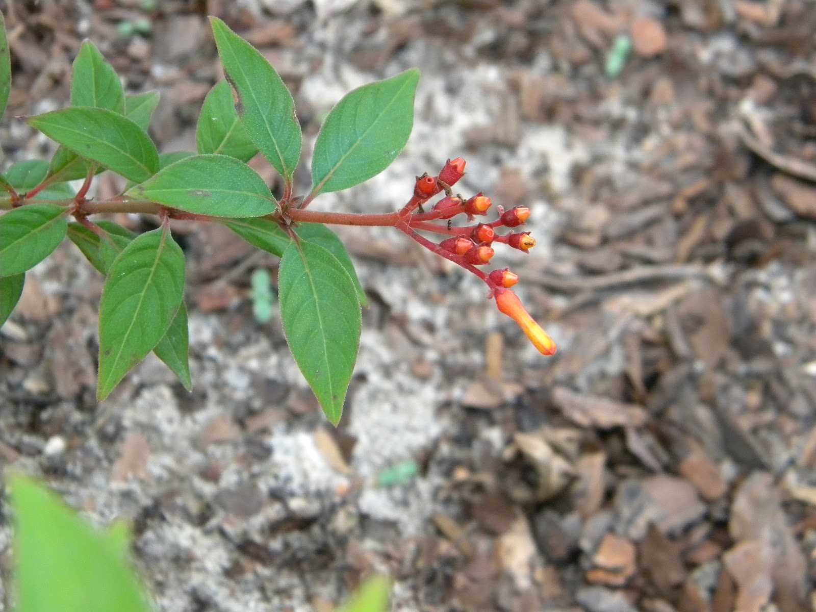 Walk2Write in Florida: Firebush: Native or Not? The Burning Question of ...
