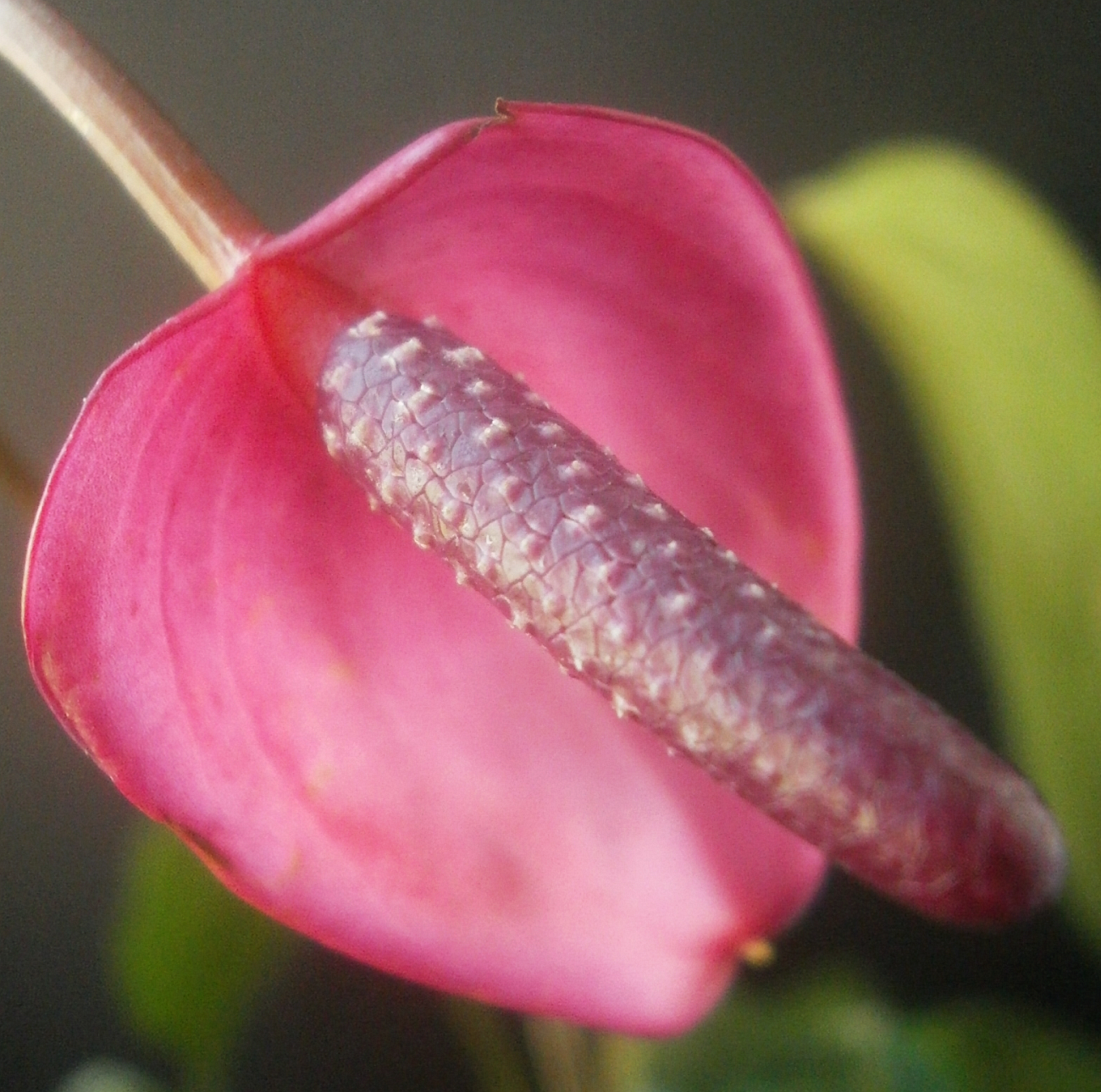 Plants are the Strangest People: Anthurium no. 0386: "Violet Chachki"