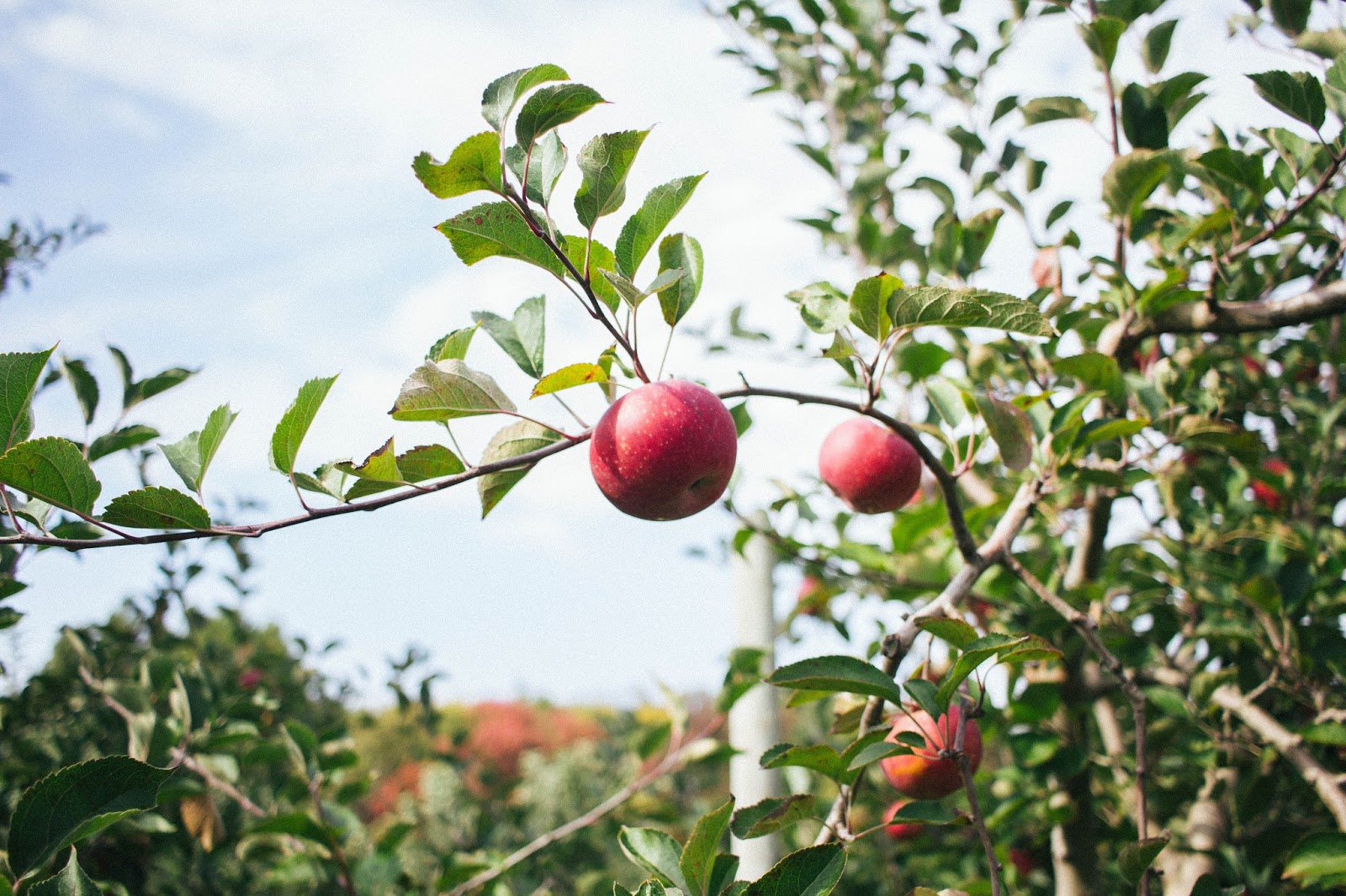 Sunday Afternoon Apple Picking