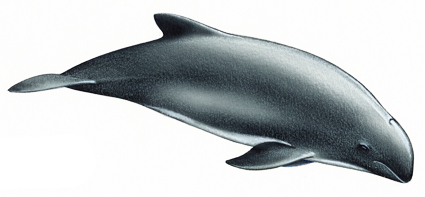 Argentina nativa: Marsopa espinosa (Phocoena spinipinnis)