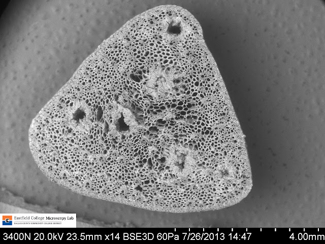 M. Gans Research Blog: Cyperus retrorsus - The Cylindric Sedge