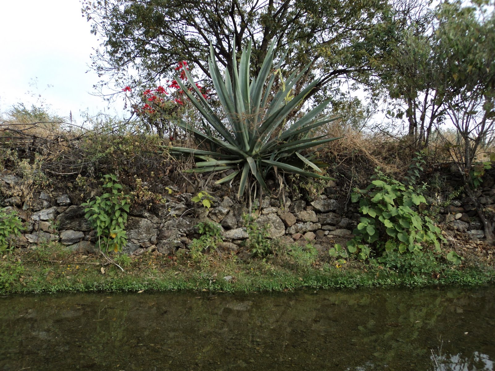 GUBARU: naturaleza de teotitlan del valle