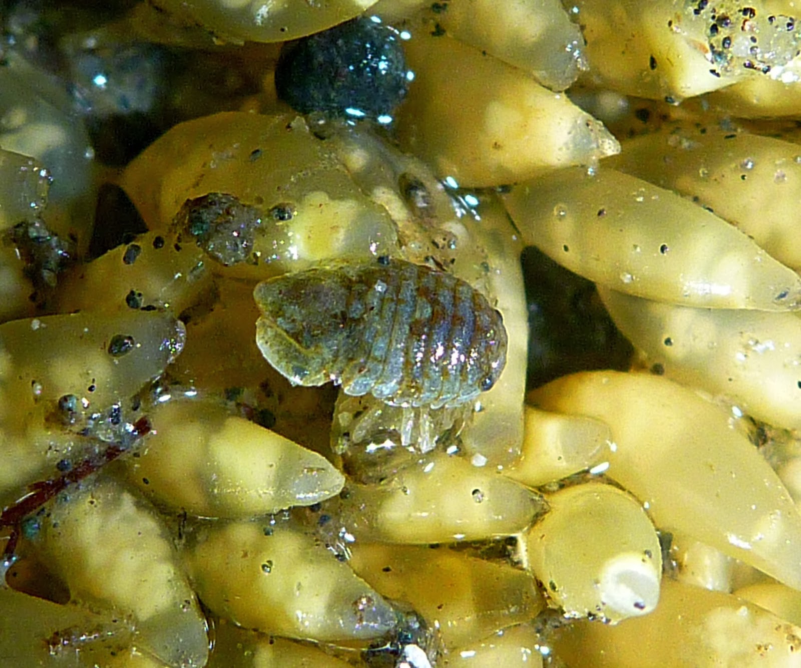 Buzz's Marine Life of Puget Sound: PREDATORS OF THE NIGHT-AND OTHER THINGS