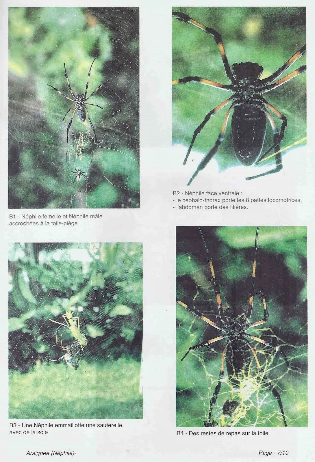 Leçons de choses: L'araignée des jardins (Nephila inaurata) à la Réunion