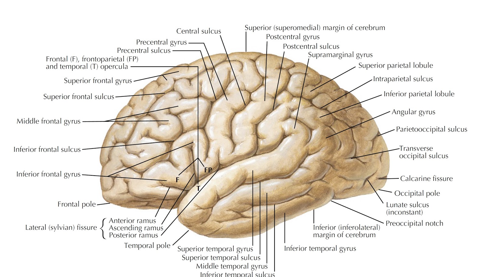 Brain diagrams