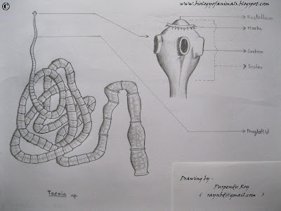 Biology of Animals: Sketch of Taenia sp.