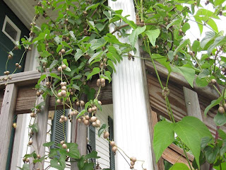 Edible Forest Garden Cookery: Yam Berries! Yam Berries!