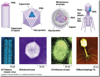 MATERI VIRUS KELAS X: Ciri-ciri Umum Virus