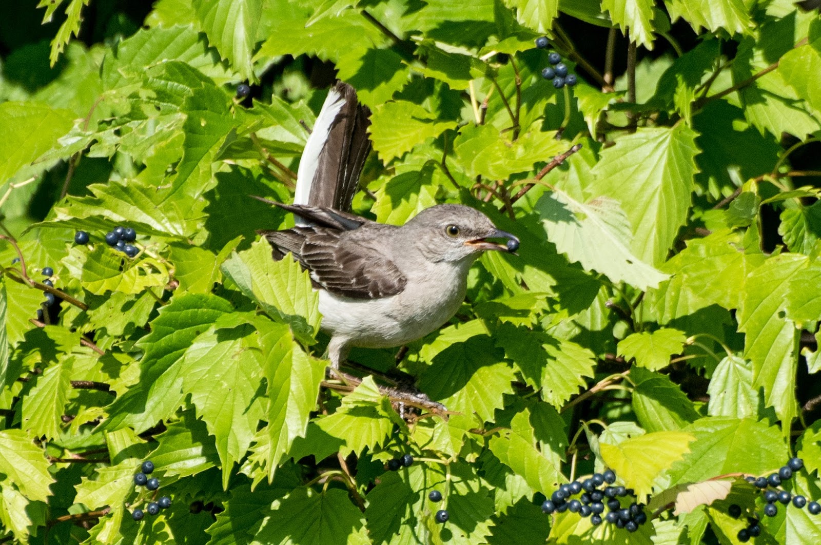 Todd Hopkins Photo: August 2017