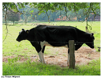 Wandel-, Fiets- en FotografieWeblog: Fotomoment: Koppige Koe