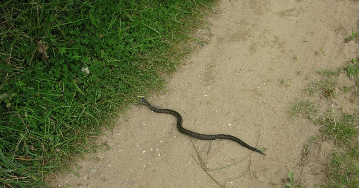 Adder snake.