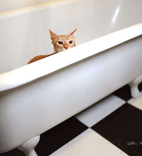 Cat Bath: A Story in Photos - The Things We Would Blog