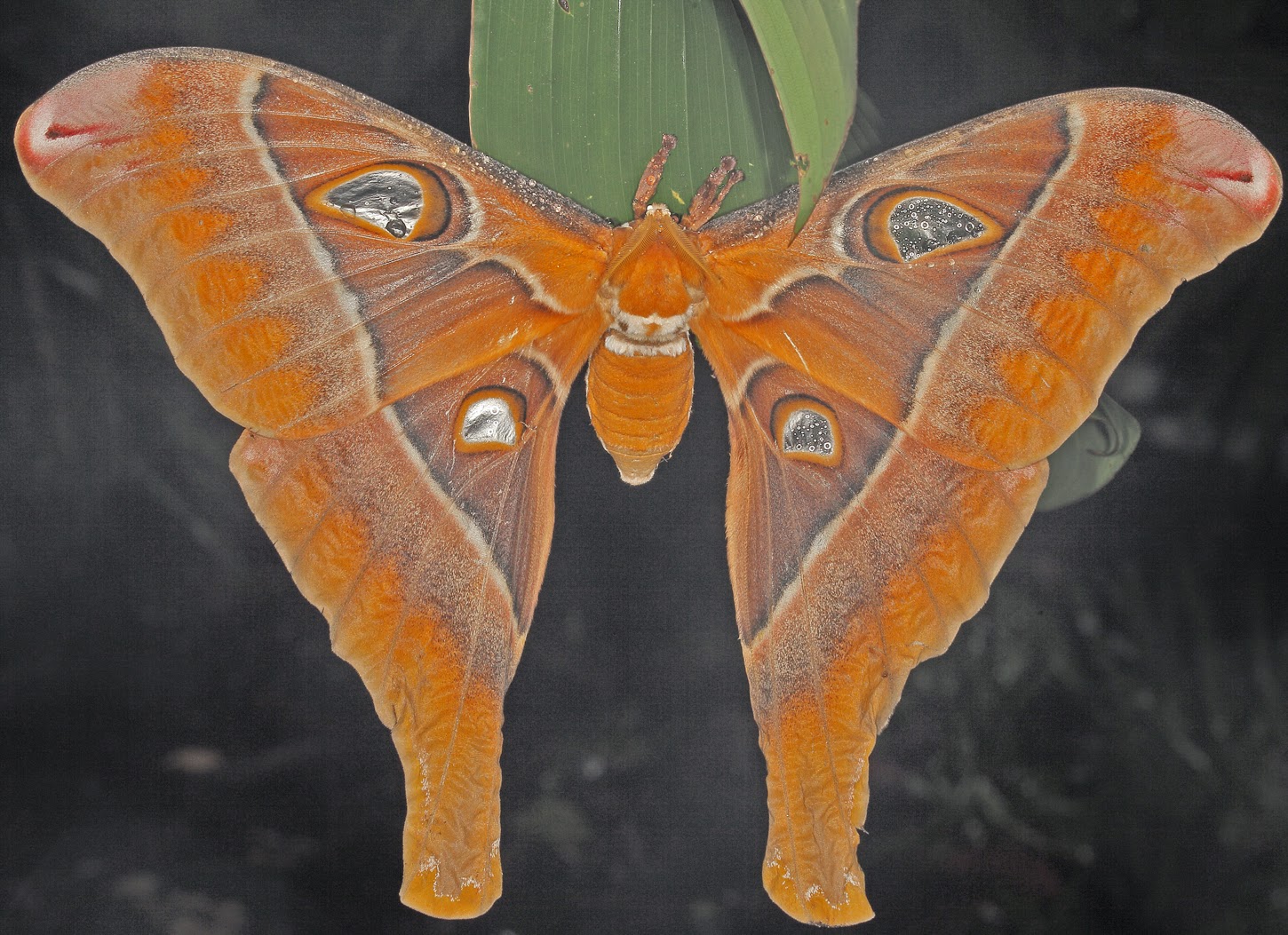 BunyipCo: February 2015