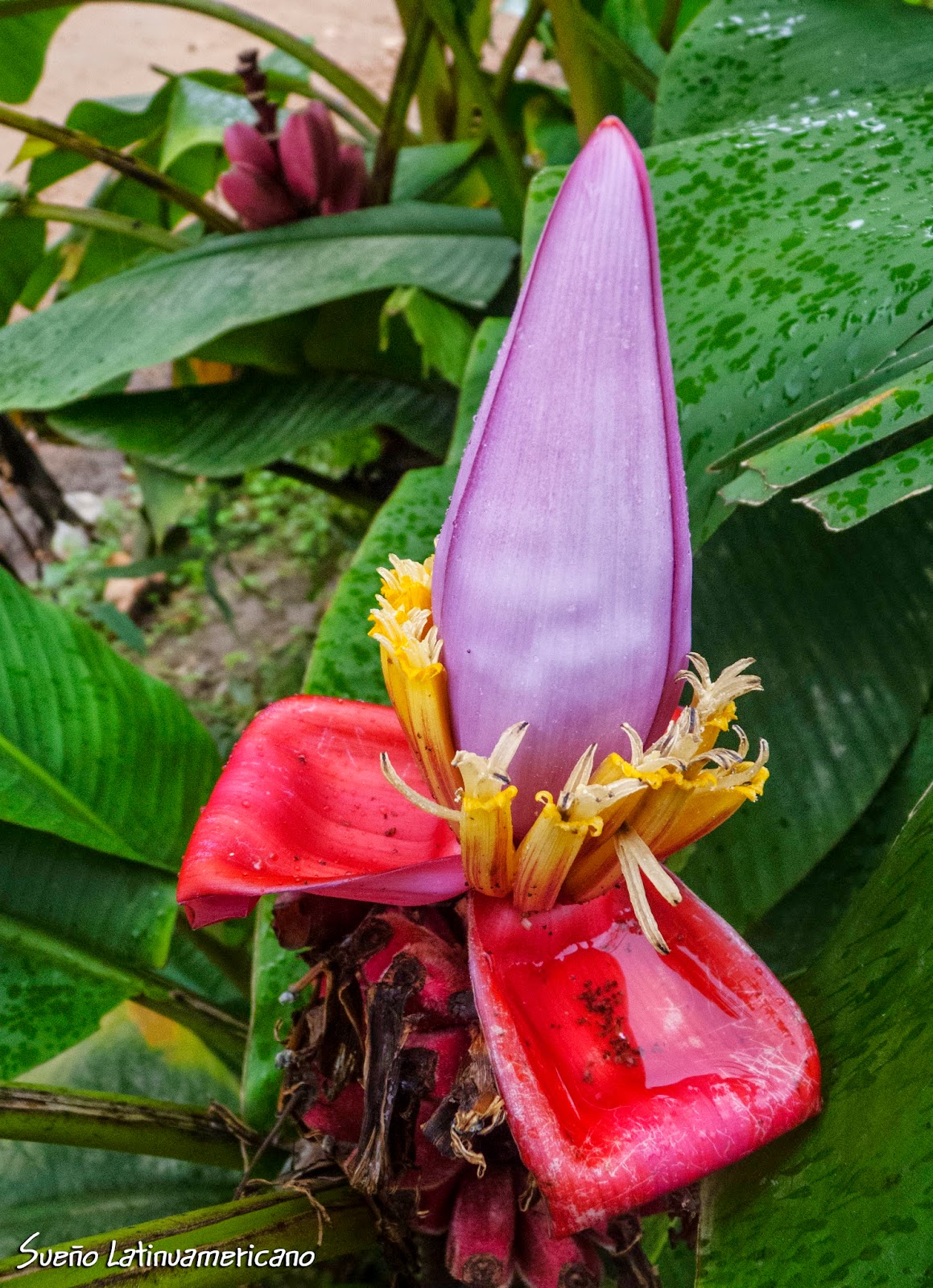 Sueño Latinuamericano: Mindo: el paraíso de las flores y el picaflor ...