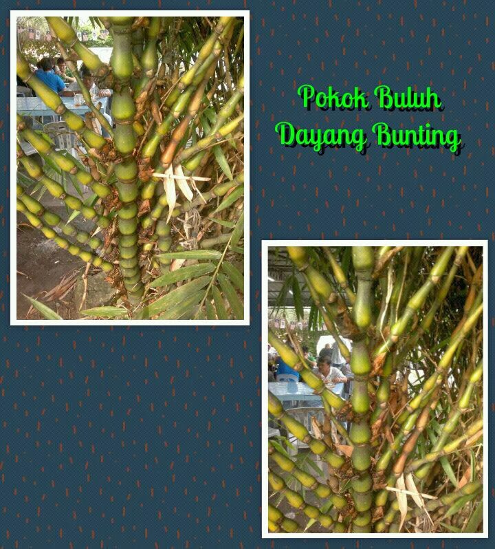 Koleksi Geliga & Khazanah Asli: Pokok buluh dayang bunting