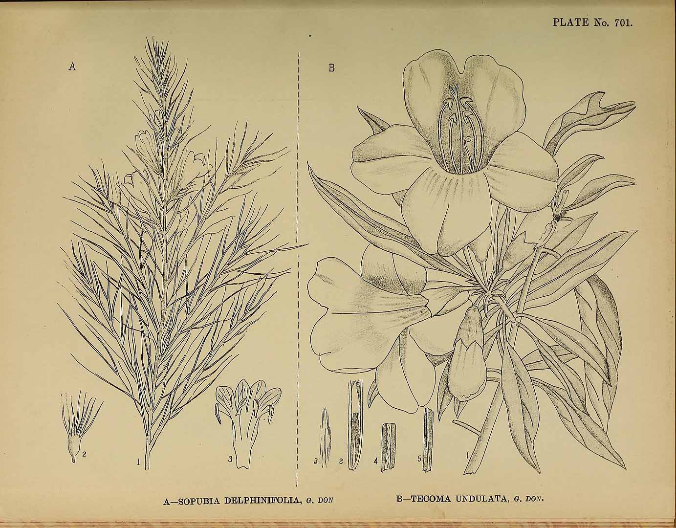 Just Tripping!: Roheda – The Dream in the Desert