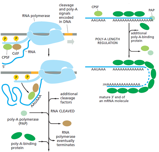 Club OIAB: COMO LAS CÉLULAS LEEN EL GENOMA: DE DNA A PROTEÍNAS