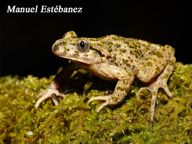 Miradas Cantábricas: Sapillo moteado común (Pelodytes punctatus), macho