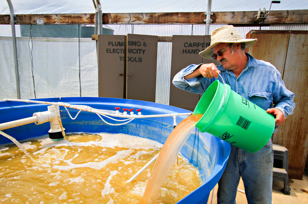 Lebanese Aquaculture: Aquaculture raceway system for growing shrimp and ...