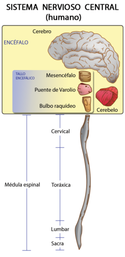 Portafolios de Biología: Sistema nervioso central (SNC)