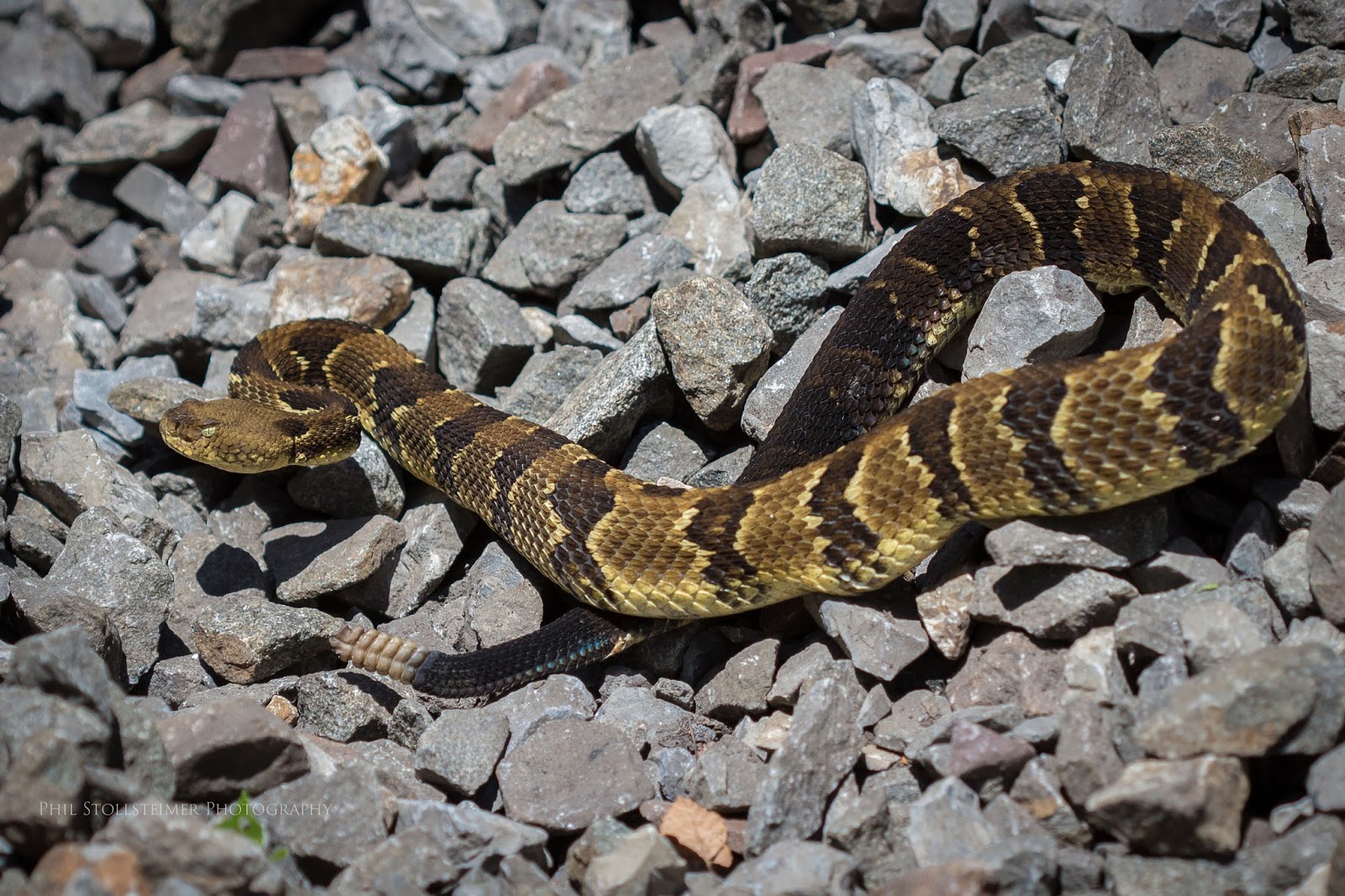 Feathers and Scales: September 2016