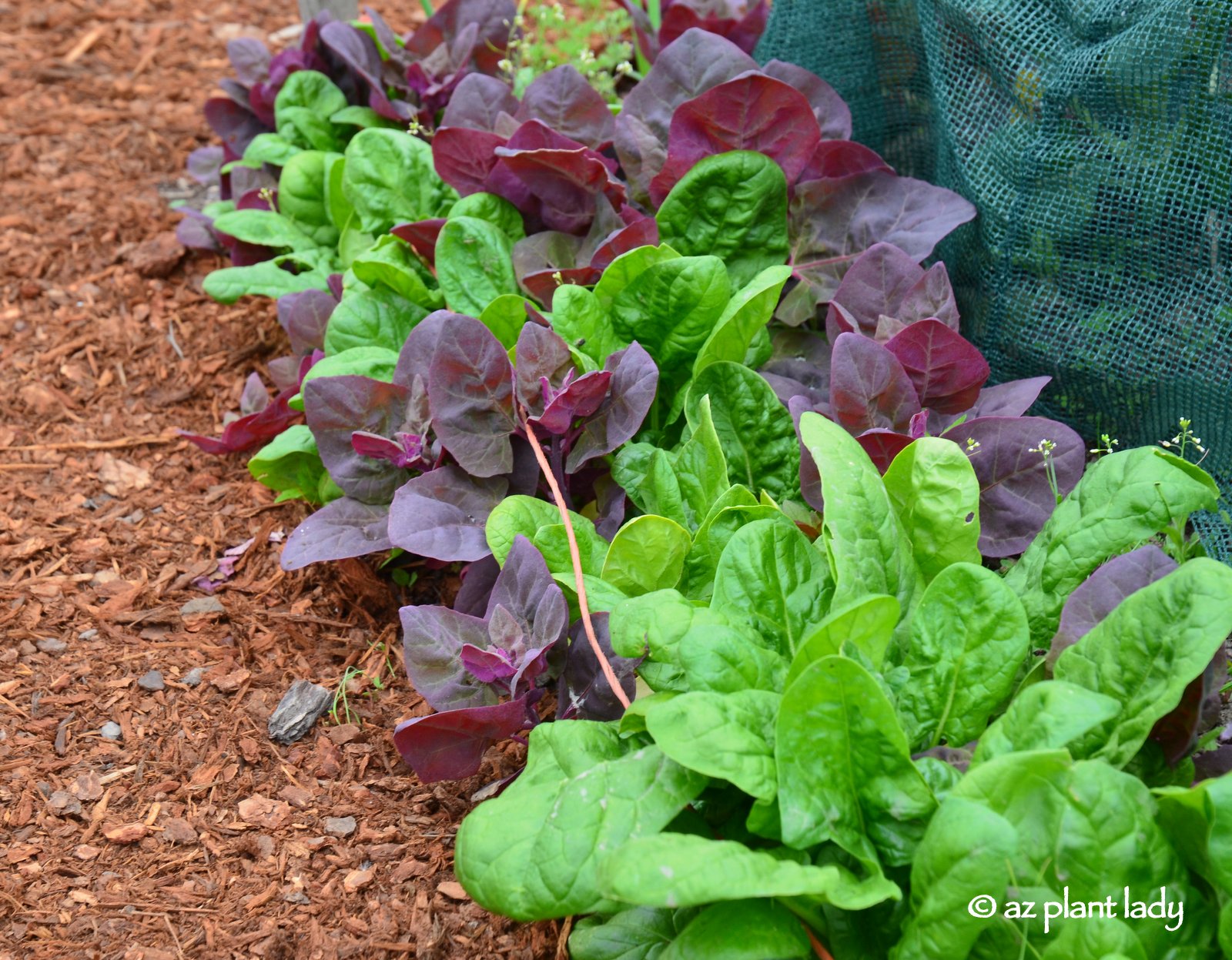 Themed Gardens: Children's, Enabling, Native & Vegetable - Ramblings ...