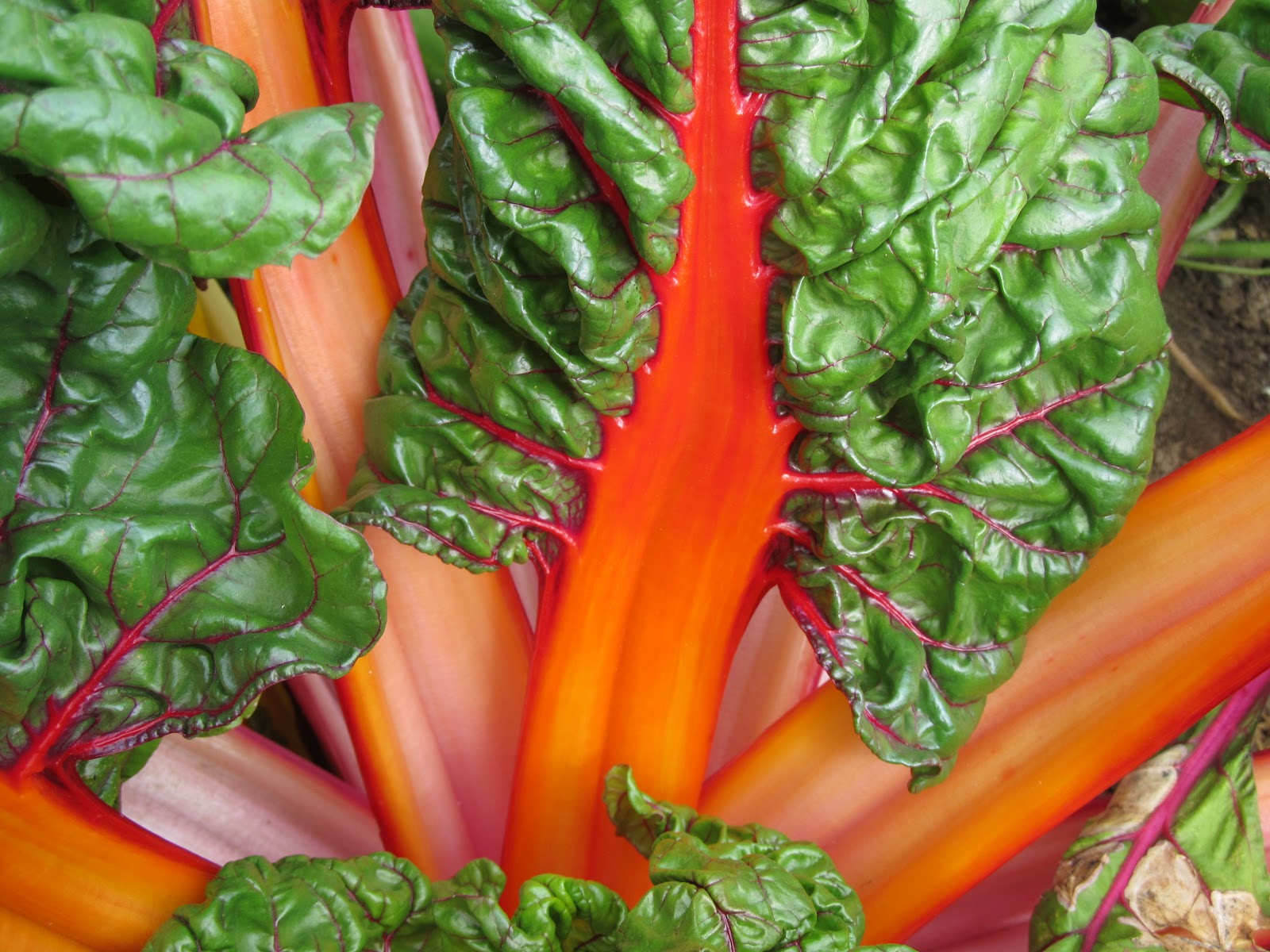 Flowercents: August 2012