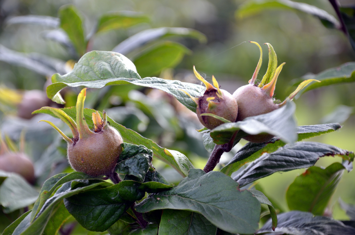 North Fife: Medlars Newburgh North Fife