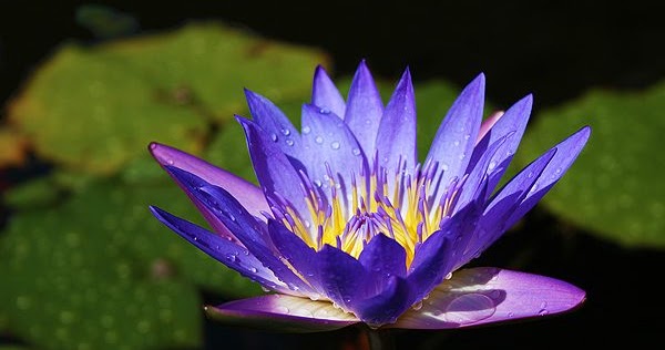 Estudo da Biologia: Angiosperma