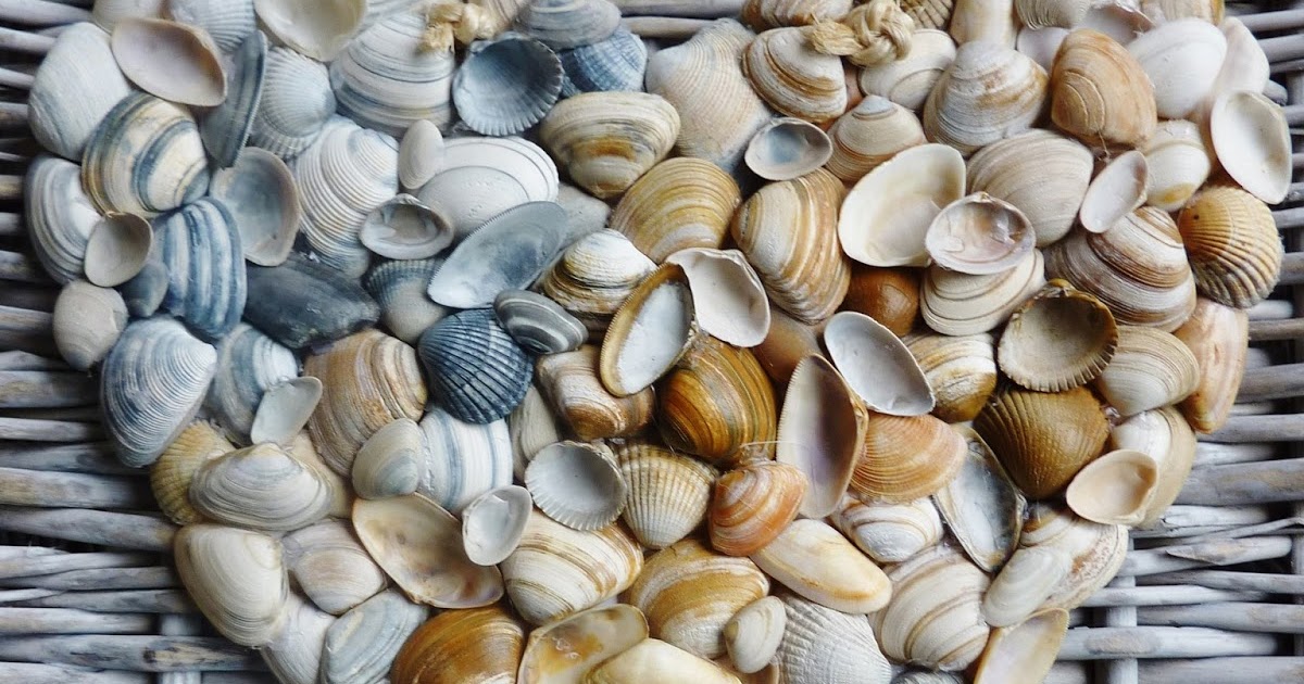 Blij dat ik Brei: Schelpjes