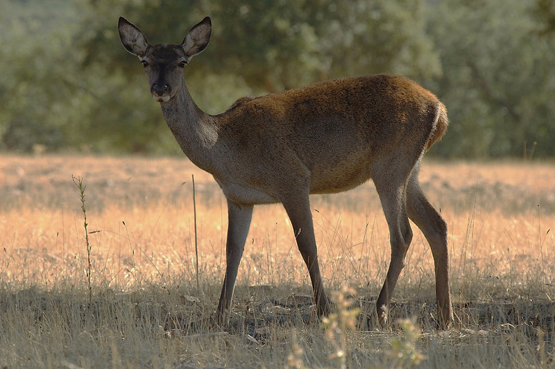 Principios Divinos: El hace mis pies como de ciervas