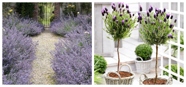 Λεβάντα. Άρωμα και μαγικό ...Μεσογειακό χρώμα | SOULOUPOSETO