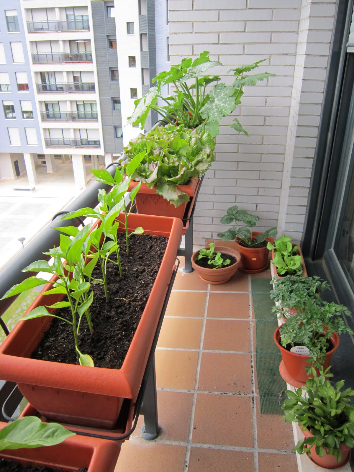 El Diario de la Rondilla: Un huerto en mi balcón