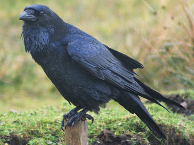 The Raven Reference Images