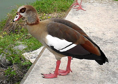 OUR VILLAGE in West Palm Beach : ASYMMETRIC DEW CLAW ON EGYPTIAN GOOSE